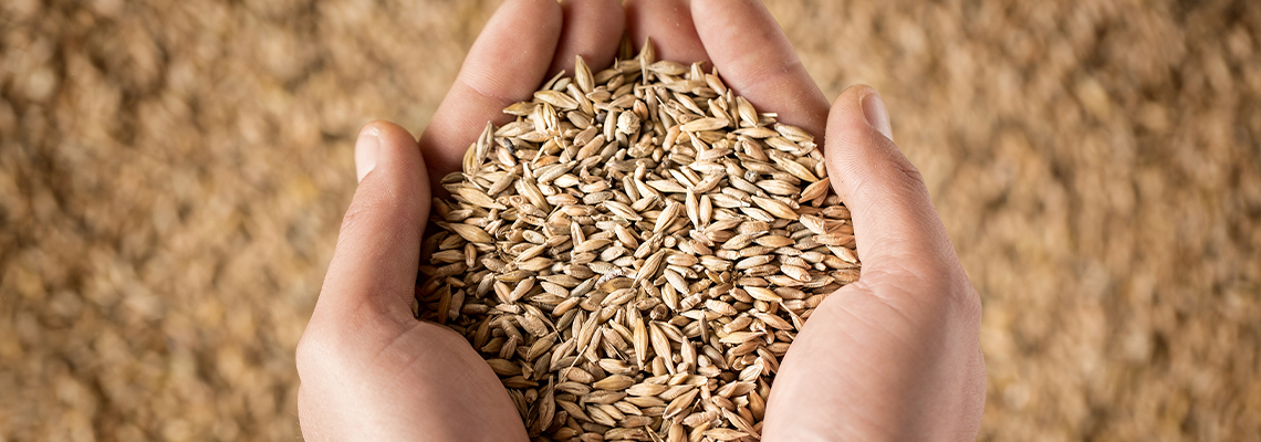 KGFA | Grain Grading School